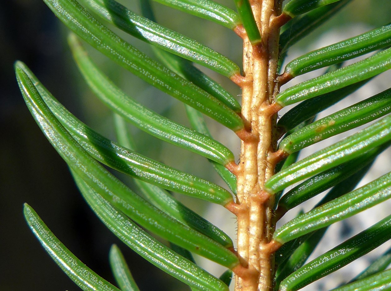 Host of the month - Spruce - Observatree