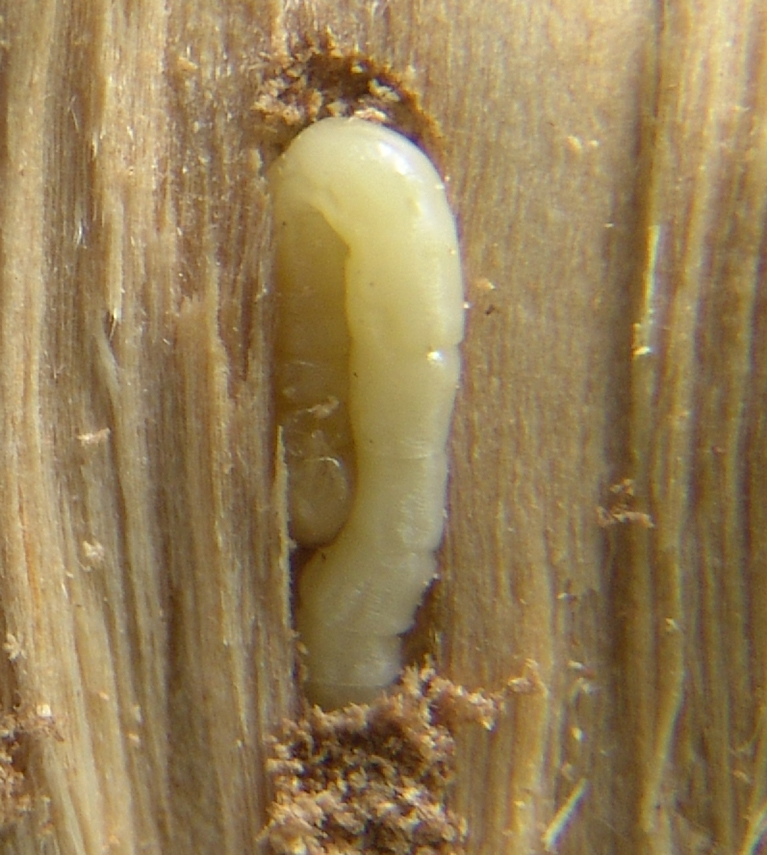 Agrilus fleischeri - Observatree