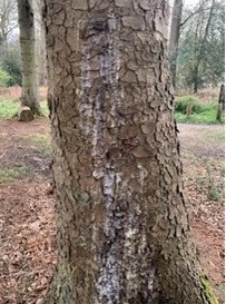 TreeAlert Demystified: What happens when you submit a report? - Observatree