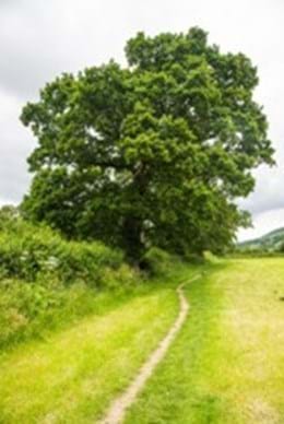 Sentinels – A vital tree network - Observatree