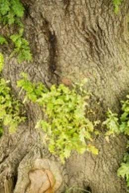 Sentinels – A vital tree network - Observatree