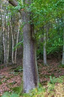 Sentinels – A vital tree network - Observatree